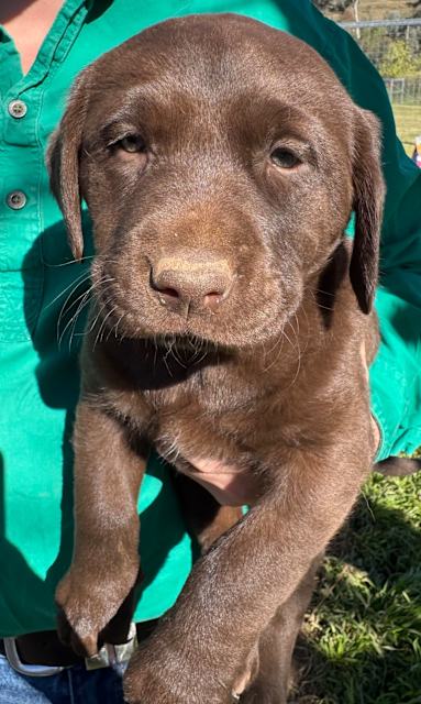 LABRADOODLES MALES AND FEMALES READY NOW | Dogs & Puppies | Gumtree ...