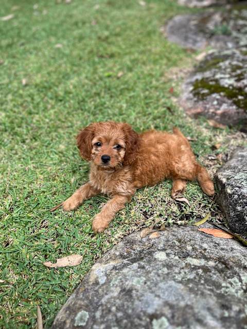 Toy Cavoodle puppy | Dogs & Puppies | Gumtree Australia Wollondilly ...