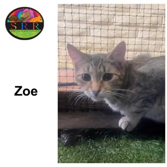 Zoe - Soquilichi Rescue Ranch | Cats & Kittens | Gumtree Australia ...