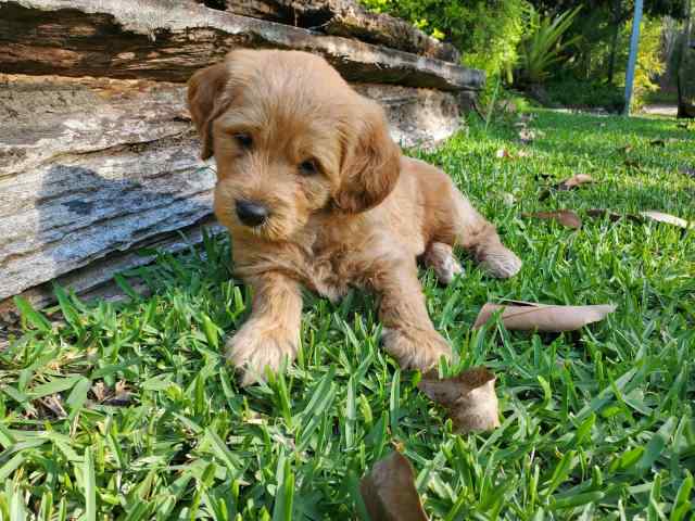 Mini Groodles, Golden Retrieve X Toy Poodle 🥰 | Dogs & Puppies ...
