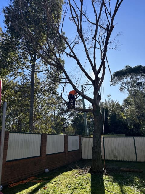 Tree removal, tree lopping, tight access stump grinding, tree pruning ...