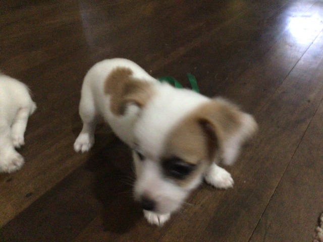 Mini Foxy Pups. | Dogs & Puppies | Gumtree Australia Ipswich City ...