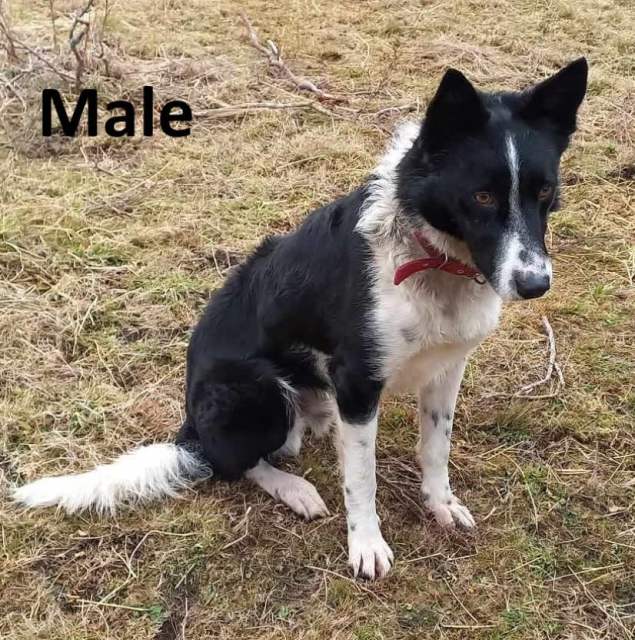 2 short haired border collie, working dogs | Dogs & Puppies | Gumtree ...