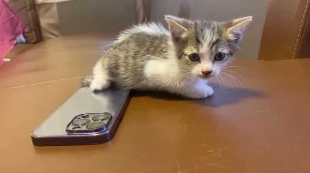 Quick sale ——— Kitten for sale $110 | Cats & Kittens | Gumtree ...