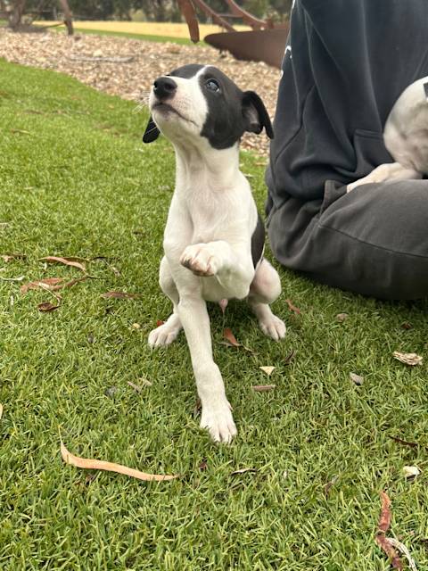 8 week old purebred whippet puppy | Dogs & Puppies | Gumtree Australia ...