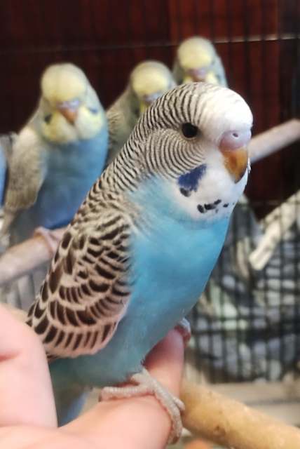 Young budgies | Birds | Gumtree Australia Wyong Area - Blue Haven ...