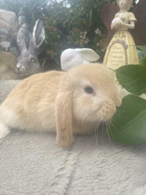 Totally adorable rabbits mini lop pure breed babies ready now | Rabbits ...