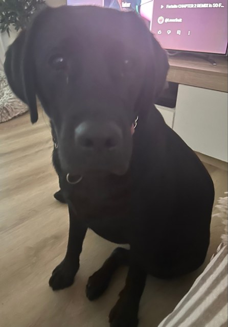 Labrador 1 year old desexed Puppy Pedigree with Papers | Dogs & Puppies ...
