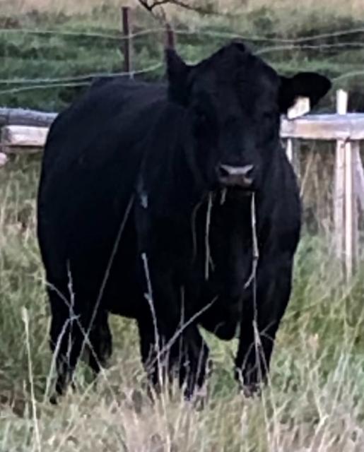 ANGUS STUD BULL | Livestock | Gumtree Australia Armidale City - Black ...