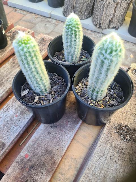 old mans beard cactus - Plants in Adelaide CBD SA | Gumtree Australia