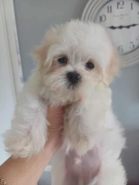 FEMALE PUREBRED MALTESE WITH PAPERS | Dogs & Puppies | Gumtree ...
