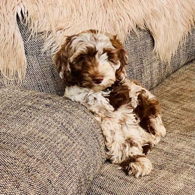 Medium Groodle x Spoodle pup DNA clear | Dogs & Puppies | Gumtree ...