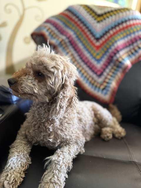 2x female cavoodles | Dogs & Puppies | Gumtree Australia Cooma-Monaro ...