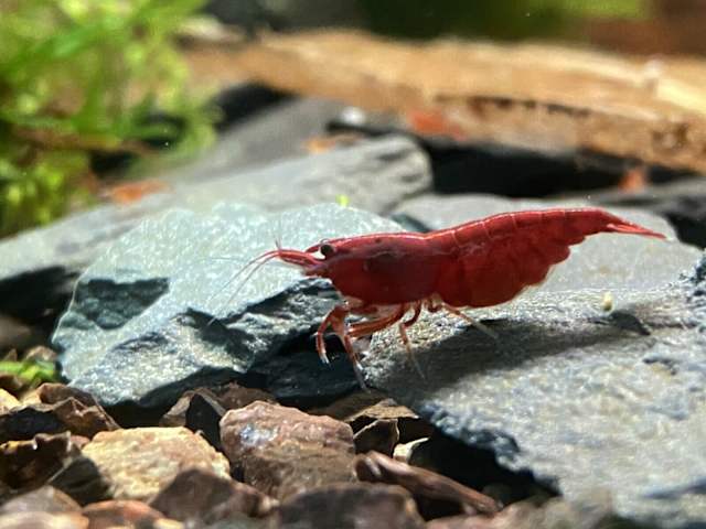 Blood Mary Cherry Shrimps (Postage Available) | Fish | Gumtree ...