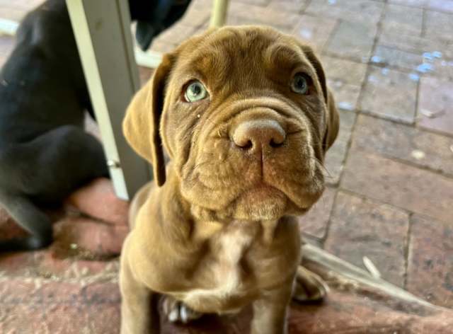 Neapolitan Mastiff Puppies - Ready Sunday 7th Sep! | Dogs & Puppies ...