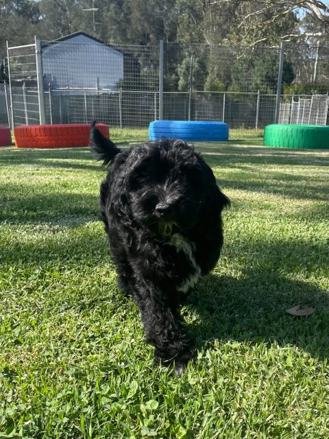 MOODLE PUPPY (MALE) | Dogs & Puppies | Gumtree Australia Camden Area ...