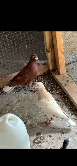 Racer pigeons | Birds | Gumtree Australia Greater Dandenong - Dandenong ...