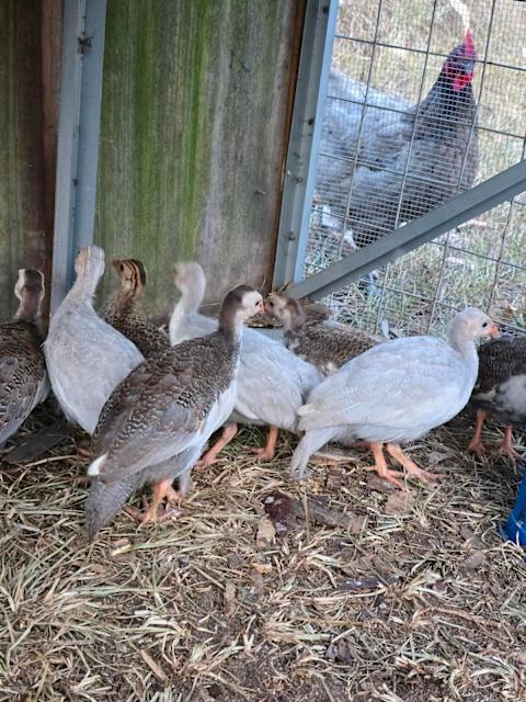 Guinea Fowl Keets for Sale | Birds | Gumtree Australia Brisbane North ...