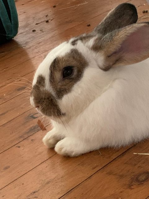 Flemish giant bunnies | Rabbits | Gumtree Australia Newcastle Area ...