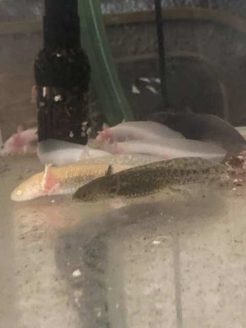 Axolotl in canary yellow, white, black and green | Fish | Gumtree ...