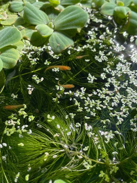 Japanese Youkihi Medaka/Ricefish | Fish | Gumtree Australia Salisbury ...