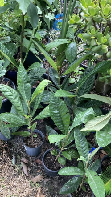 Loquat tree in 140mm pot | Plants | Gumtree Australia Ryde Area - North ...