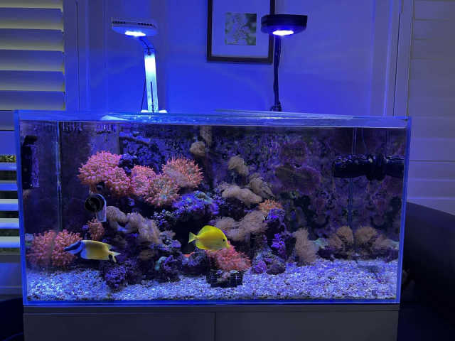 Aquaone mini reef 160 complete marine setup | Pet Products | Gumtree ...
