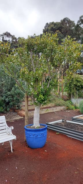 Large Ficus tree in lovely blue glazed pot. | Pots & Garden Beds ...