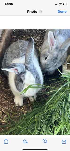 Giant New Zealand x Flemish rabbits babies ready to go | Rabbits ...