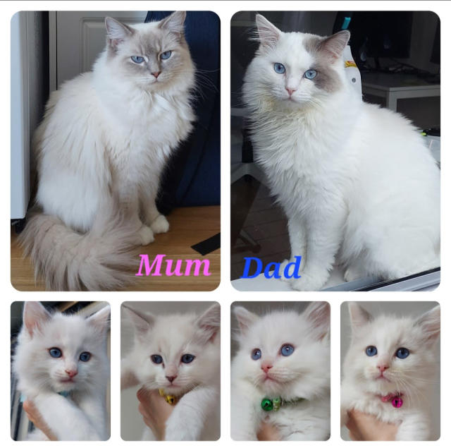 3 Bicolor and Van Ragdoll kittens | Cats & Kittens | Gumtree Australia ...