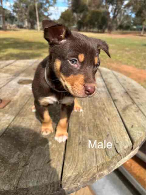 Purebred Kelpie Pups | Dogs & Puppies | Gumtree Australia Melton Area ...