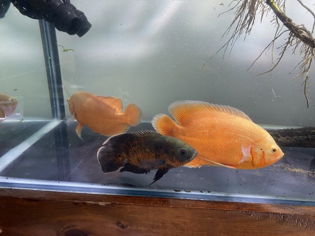 Red Chilli and Leopard Oscar for Sale, also other fishes!!! | Fish ...