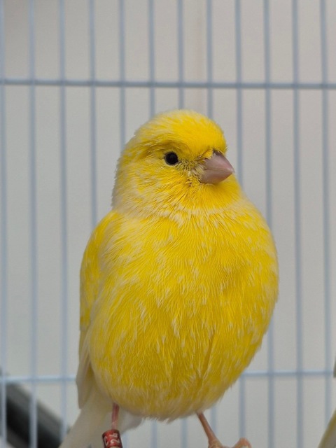 OPEN 7 DAYS. Beautiful Fife Canaries | Birds | Gumtree Australia ...