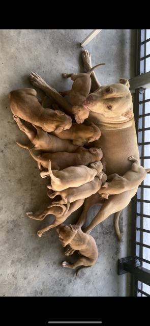 Large breed puppies - red nose cross cane corso | Dogs & Puppies ...