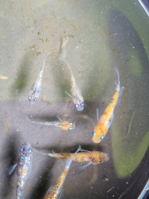 Localy bred Medaka Japanese rice fish - Various strains - Pickup Ryde ...