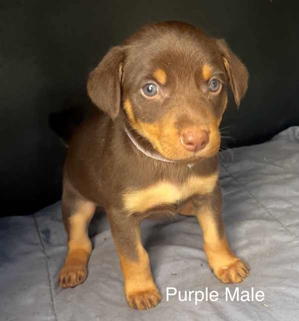 Pure Kelpie Pups | Dogs & Puppies | Gumtree Australia Melville Area ...
