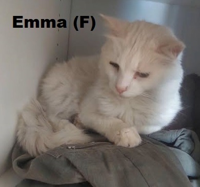 Emma Rescue Female Cat | Cats & Kittens | Gumtree Australia West ...