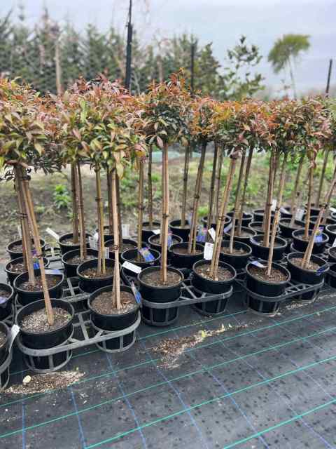 Syzygium australe Standard Lilly Pilly 3ft Standard Great Size batch ...