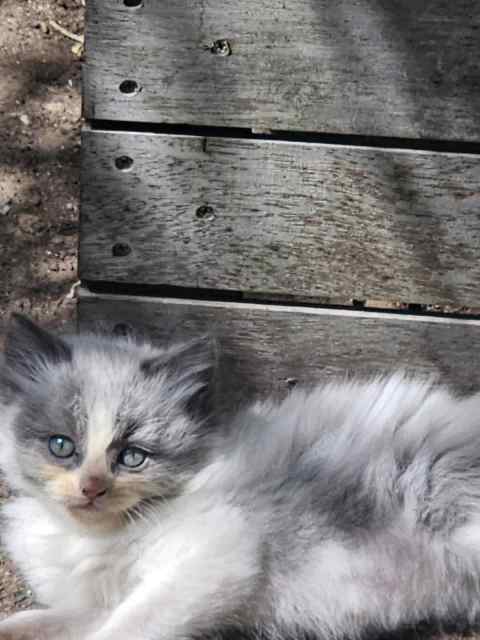 ragdoll x Turkish Van kittens for sale | Cats & Kittens | Gumtree ...