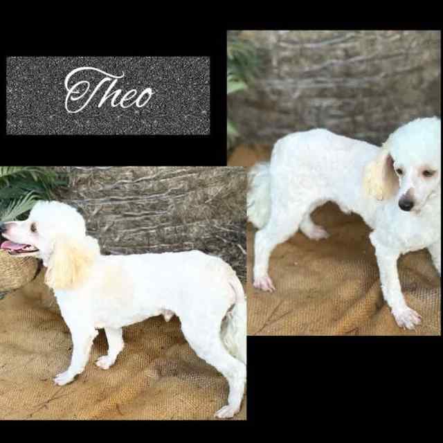 Adult entire male parti poodle dna clear | Dogs & Puppies | Gumtree ...