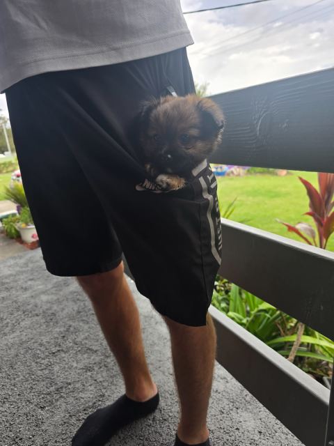 Beautiful fluffy pomeranian x foxy | Dogs & Puppies | Gumtree Australia ...