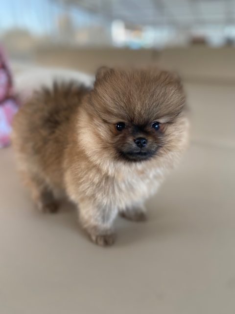 Gorgeous pure bred Pomeranians | Dogs & Puppies | Gumtree Australia ...