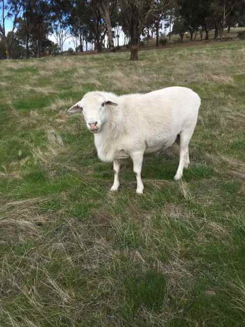 Aussie White Ram for sale. | Livestock | Gumtree Australia Mitchell ...