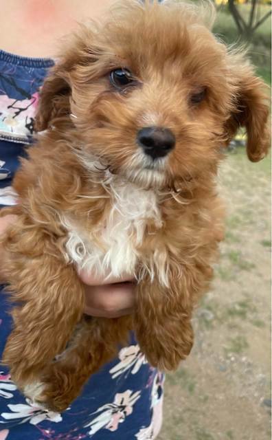 Beautiful Cavoodle puppies!! Very cute | Dogs & Puppies | Gumtree ...