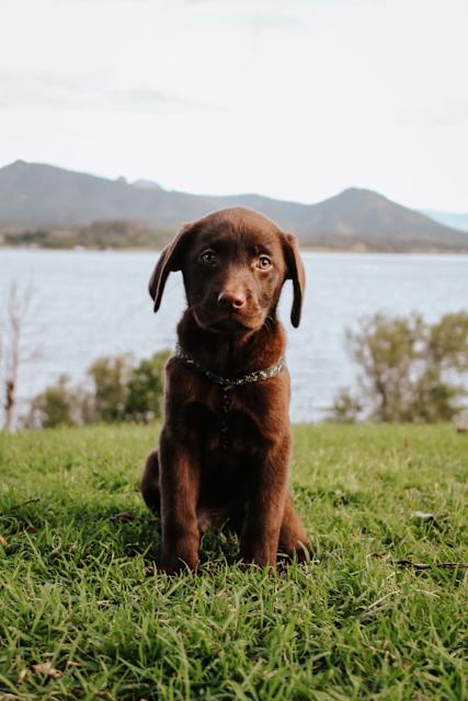 Purebred chocolate Labrador puppies | Dogs & Puppies | Gumtree ...