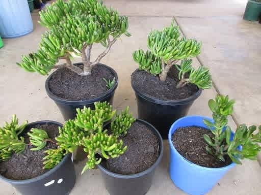 SHREK PLANTS VARIOUS SIZE POTS - Plants in Salisbury Plain SA | Gumtree ...