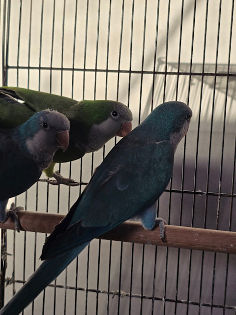 quaker parrots | Birds | Gumtree Australia Liverpool Area - Liverpool ...
