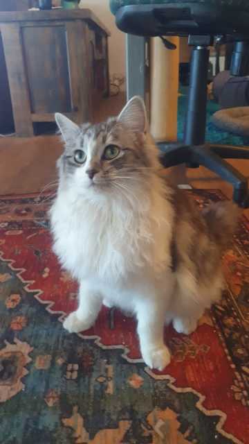 Gorgeous fluffy half ragdoll kittens | Cats & Kittens | Gumtree ...