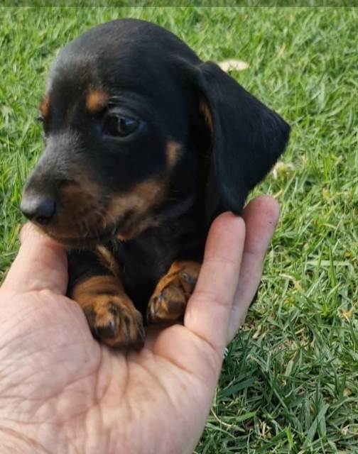 Mini Dachy Babies | Dogs & Puppies | Gumtree Australia Warrumbungle ...