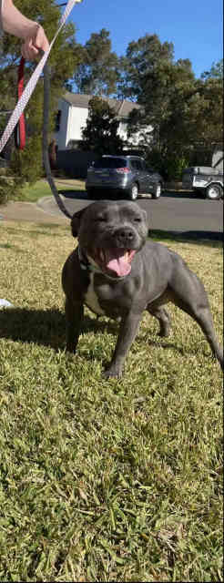 Blue English Staffordshire Bull Terrier/ Blue Staffy | Dogs & Puppies ...